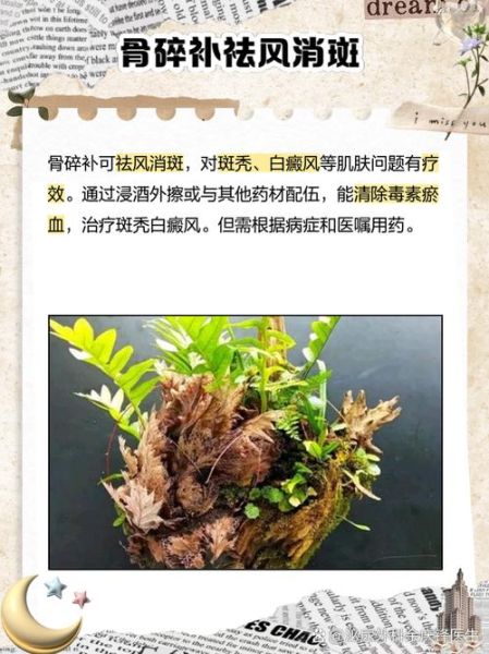 骨碎补的功效与作用_骨碎补主治哪些病-第3张图片-山城妙识 骨碎补的功效与作用_骨碎补主治哪些病-第3张图片-山城妙识