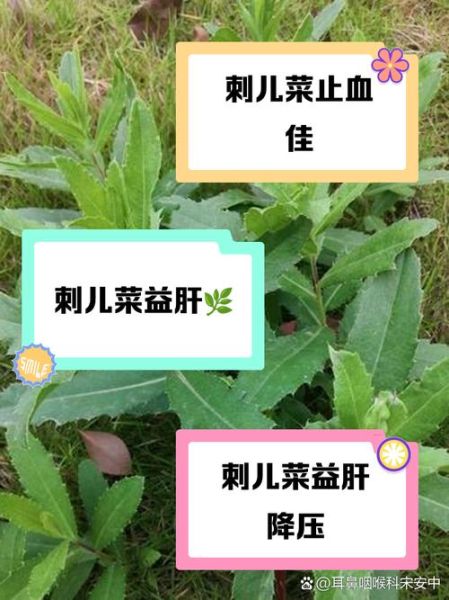 刺儿菜图片功效_刺儿菜的药用价值有哪些-第1张图片-山城妙识 刺儿菜图片功效_刺儿菜的药用价值有哪些-第1张图片-山城妙识