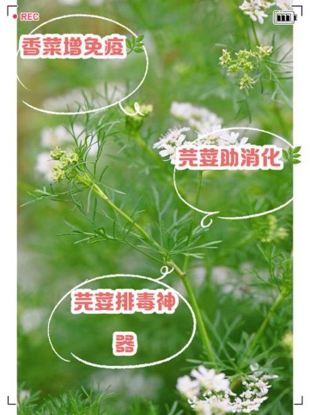 芫荽子功效与作用_芫荽子怎么吃最好-第1张图片-山城妙识 芫荽子功效与作用_芫荽子怎么吃最好-第1张图片-山城妙识