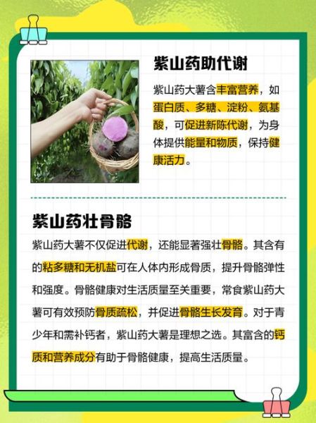 大薯的功效与作用禁忌_大薯什么人不能吃-第1张图片-山城妙识 大薯的功效与作用禁忌_大薯什么人不能吃-第1张图片-山城妙识