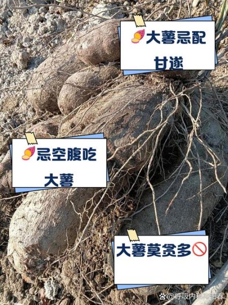 大薯的功效与作用禁忌_大薯什么人不能吃-第2张图片-山城妙识 大薯的功效与作用禁忌_大薯什么人不能吃-第2张图片-山城妙识
