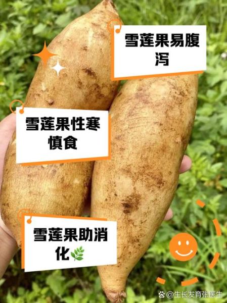 雪莲果的副作用有哪些_雪莲果吃多了会怎样-第1张图片-山城妙识 雪莲果的副作用有哪些_雪莲果吃多了会怎样-第1张图片-山城妙识