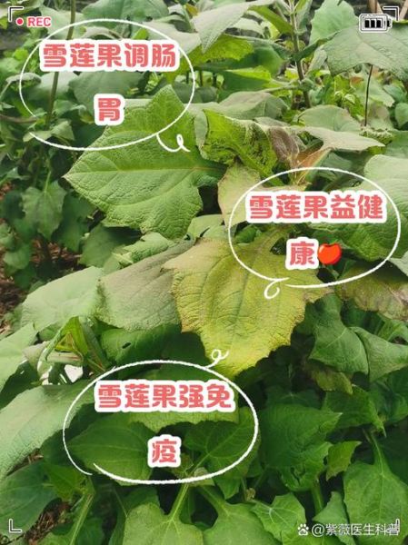 雪莲果的副作用有哪些_雪莲果吃多了会怎样-第2张图片-山城妙识 雪莲果的副作用有哪些_雪莲果吃多了会怎样-第2张图片-山城妙识