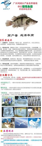 桂鱼苗多少钱一斤_桂鱼苗怎么挑选-第1张图片-山城妙识 桂鱼苗多少钱一斤_桂鱼苗怎么挑选-第1张图片-山城妙识