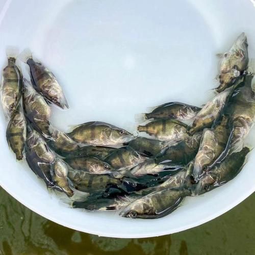 桂鱼苗多少钱一斤_桂鱼苗怎么挑选-第3张图片-山城妙识 桂鱼苗多少钱一斤_桂鱼苗怎么挑选-第3张图片-山城妙识