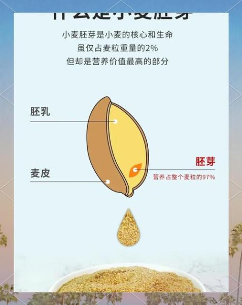 长期吃小麦胚芽的危害_小麦胚芽吃多了会怎样-第1张图片-山城妙识 长期吃小麦胚芽的危害_小麦胚芽吃多了会怎样-第1张图片-山城妙识