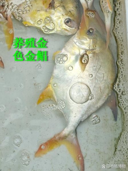 金鲳鱼和银鲳鱼哪个好_金鲳鱼与银鲳鱼区别-第3张图片-山城妙识 金鲳鱼和银鲳鱼哪个好_金鲳鱼与银鲳鱼区别-第3张图片-山城妙识