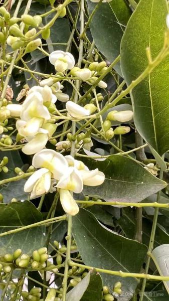 槐花果实图片大全_槐花果实长什么样-第1张图片-山城妙识 槐花果实图片大全_槐花果实长什么样-第1张图片-山城妙识