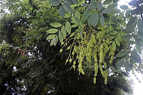 槐花果实图片大全_槐花果实长什么样-第3张图片-山城妙识 槐花果实图片大全_槐花果实长什么样-第3张图片-山城妙识