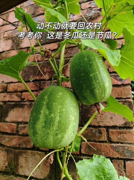 节瓜是什么菜_节瓜和冬瓜的区别-第1张图片-山城妙识 节瓜是什么菜_节瓜和冬瓜的区别-第1张图片-山城妙识