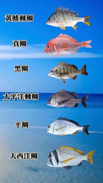 小海鱼种类图片大全_如何快速辨认常见品种-第3张图片-山城妙识 小海鱼种类图片大全_如何快速辨认常见品种-第3张图片-山城妙识