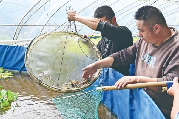 养淡水虾需要什么条件_淡水虾养殖技术要点-第2张图片-山城妙识 养淡水虾需要什么条件_淡水虾养殖技术要点-第2张图片-山城妙识