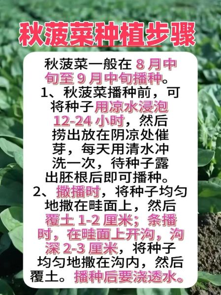菠菜什么时候种_菠菜种植方法步骤-第3张图片-山城妙识 菠菜什么时候种_菠菜种植方法步骤-第3张图片-山城妙识