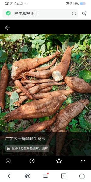 葛根多少钱一斤_野生葛根价格行情-第1张图片-山城妙识 葛根多少钱一斤_野生葛根价格行情-第1张图片-山城妙识