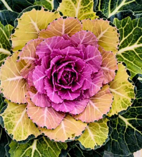 甘蓝花长什么样_甘蓝花能吃吗-第1张图片-山城妙识