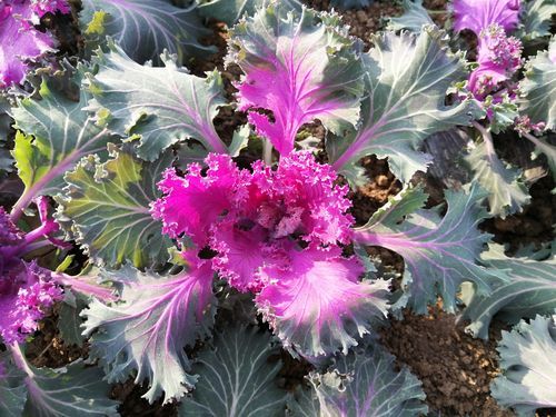 甘蓝花长什么样_甘蓝花能吃吗-第2张图片-山城妙识