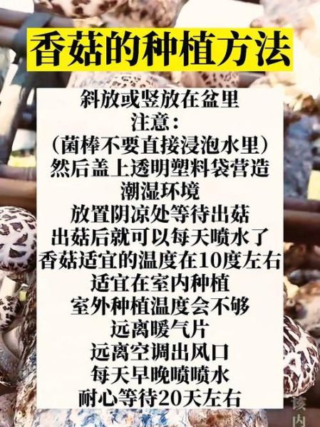 香菇栽培技术_香菇怎么种产量高-第1张图片-山城妙识 香菇栽培技术_香菇怎么种产量高-第1张图片-山城妙识