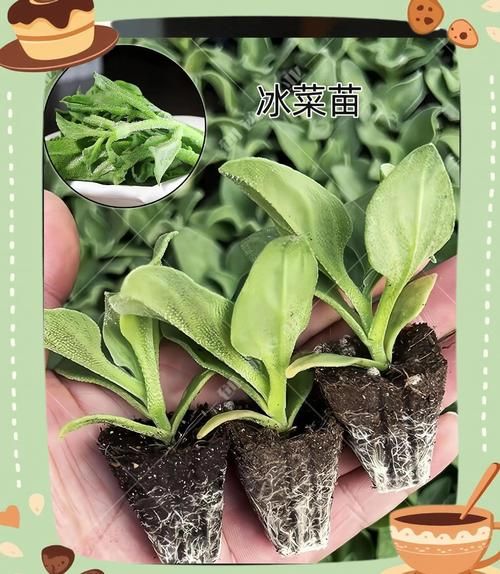 冰菜怎么种植_冰菜种植时间和方法-第1张图片-山城妙识 冰菜怎么种植_冰菜种植时间和方法-第1张图片-山城妙识