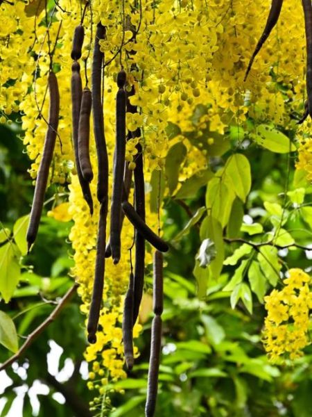 香肠树的功效与作用_香肠树可以治什么病-第1张图片-山城妙识 香肠树的功效与作用_香肠树可以治什么病-第1张图片-山城妙识