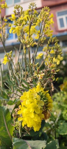 甘蓝花长什么样_甘蓝花能吃吗-第3张图片-山城妙识