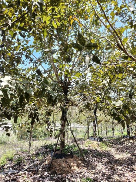 香肠树的功效与作用_香肠树可以治什么病-第2张图片-山城妙识 香肠树的功效与作用_香肠树可以治什么病-第2张图片-山城妙识