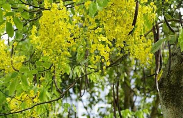 香肠树的功效与作用_香肠树可以治什么病-第3张图片-山城妙识 香肠树的功效与作用_香肠树可以治什么病-第3张图片-山城妙识