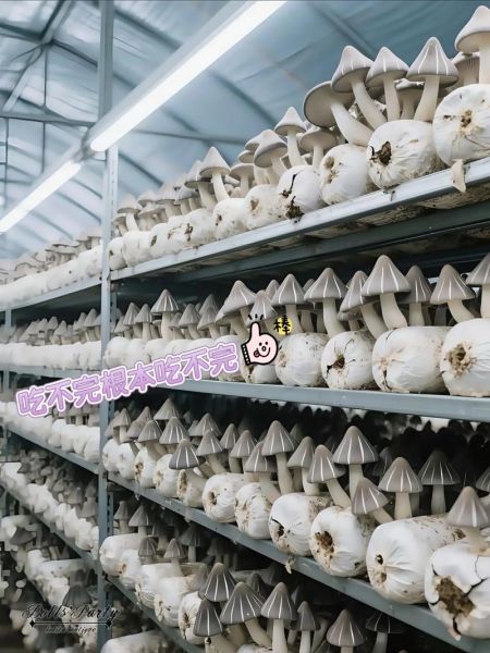 鸡枞菌人工种植技术_鸡枞菌种植赚钱吗-第2张图片-山城妙识 鸡枞菌人工种植技术_鸡枞菌种植赚钱吗-第2张图片-山城妙识