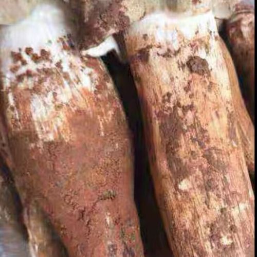 鸡枞菌人工种植技术_鸡枞菌种植赚钱吗-第1张图片-山城妙识 鸡枞菌人工种植技术_鸡枞菌种植赚钱吗-第1张图片-山城妙识