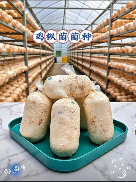 鸡枞菌人工种植技术_鸡枞菌种植赚钱吗-第3张图片-山城妙识 鸡枞菌人工种植技术_鸡枞菌种植赚钱吗-第3张图片-山城妙识