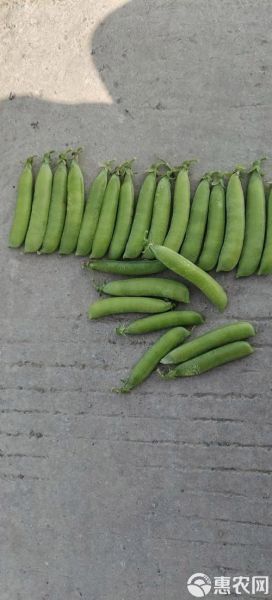 豌豆荚免费下载安全吗_豌豆荚免费下载怎么用-第1张图片-山城妙识 豌豆荚免费下载安全吗_豌豆荚免费下载怎么用-第1张图片-山城妙识