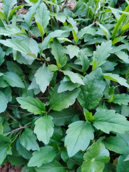 马兰头长什么样_马兰头怎么辨认-第1张图片-山城妙识 马兰头长什么样_马兰头怎么辨认-第1张图片-山城妙识