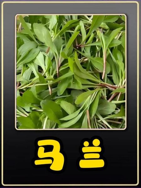 马兰头长什么样_马兰头怎么辨认-第2张图片-山城妙识 马兰头长什么样_马兰头怎么辨认-第2张图片-山城妙识