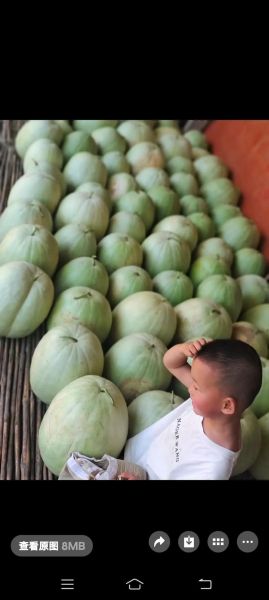 雪里红西瓜的功效与作用_雪里红西瓜适合什么人吃-第2张图片-山城妙识 雪里红西瓜的功效与作用_雪里红西瓜适合什么人吃-第2张图片-山城妙识