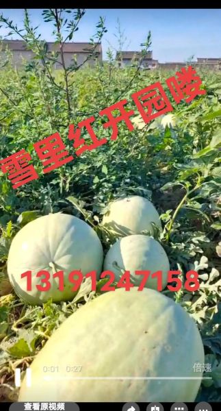 雪里红西瓜的功效与作用_雪里红西瓜适合什么人吃-第3张图片-山城妙识 雪里红西瓜的功效与作用_雪里红西瓜适合什么人吃-第3张图片-山城妙识