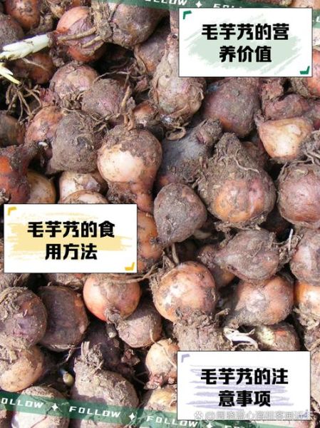 毛芋艿的营养价值及功效_毛芋艿怎么吃最健康-第2张图片-山城妙识 毛芋艿的营养价值及功效_毛芋艿怎么吃最健康-第2张图片-山城妙识