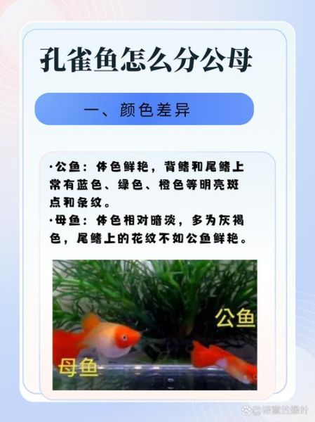 一个月大孔雀鱼长什么样_如何分辨公母-第2张图片-山城妙识 一个月大孔雀鱼长什么样_如何分辨公母-第2张图片-山城妙识