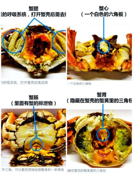 螃蟹的正确吃法_如何优雅拆蟹壳-第3张图片-山城妙识 螃蟹的正确吃法_如何优雅拆蟹壳-第3张图片-山城妙识