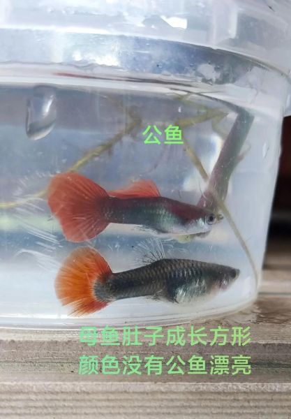 一个月大孔雀鱼长什么样_如何分辨公母-第3张图片-山城妙识 一个月大孔雀鱼长什么样_如何分辨公母-第3张图片-山城妙识