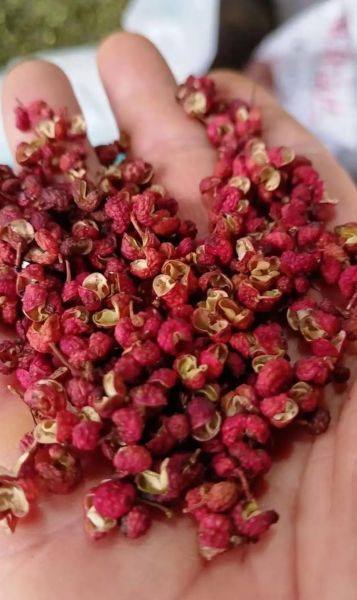 韩城大红袍花椒多少钱一斤_如何辨别真假-第1张图片-山城妙识 韩城大红袍花椒多少钱一斤_如何辨别真假-第1张图片-山城妙识