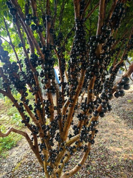 树葡萄图片大全大图_树葡萄和嘉宝果的区别-第2张图片-山城妙识 树葡萄图片大全大图_树葡萄和嘉宝果的区别-第2张图片-山城妙识