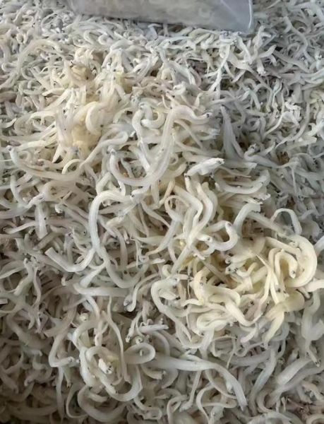新鲜银鱼干多少钱一斤_如何挑选优质银鱼干-第1张图片-山城妙识 新鲜银鱼干多少钱一斤_如何挑选优质银鱼干-第1张图片-山城妙识