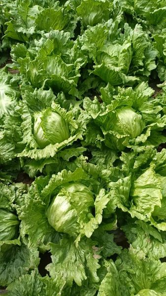 圆生菜怎么做好吃_圆生菜的家常做法大全-第3张图片-山城妙识 圆生菜怎么做好吃_圆生菜的家常做法大全-第3张图片-山城妙识