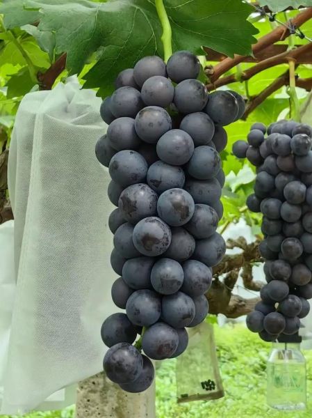 巨峰葡萄产地在哪里_巨峰葡萄哪里最正宗-第3张图片-山城妙识 巨峰葡萄产地在哪里_巨峰葡萄哪里最正宗-第3张图片-山城妙识