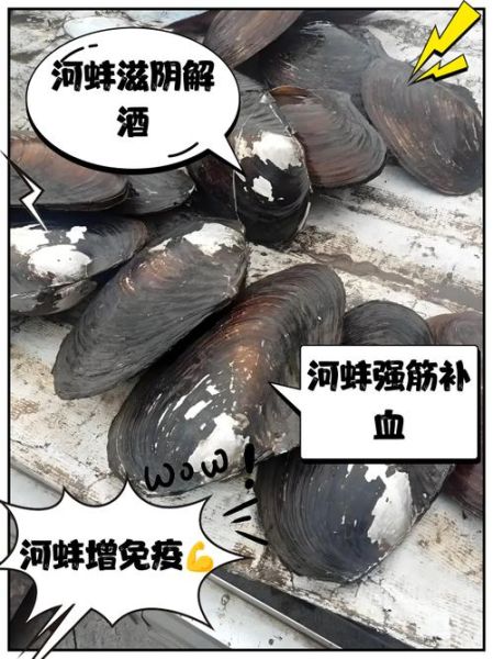 河蚌吃什么食物长大_河蚌食物清单-第1张图片-山城妙识 河蚌吃什么食物长大_河蚌食物清单-第1张图片-山城妙识