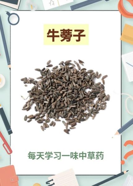 牛蒡子的功效与作用_牛蒡子能长期吃吗-第3张图片-山城妙识 牛蒡子的功效与作用_牛蒡子能长期吃吗-第3张图片-山城妙识