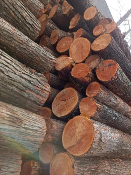 香椿树木材多少钱一方_香椿木价格行情-第2张图片-山城妙识 香椿树木材多少钱一方_香椿木价格行情-第2张图片-山城妙识