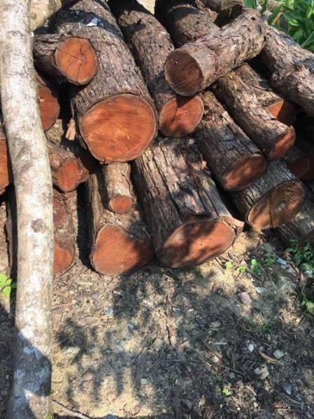 香椿树木材多少钱一方_香椿木价格行情-第1张图片-山城妙识 香椿树木材多少钱一方_香椿木价格行情-第1张图片-山城妙识