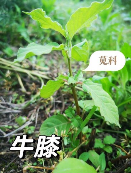牛膝草的功效与作用_牛膝草能治什么病-第2张图片-山城妙识 牛膝草的功效与作用_牛膝草能治什么病-第2张图片-山城妙识