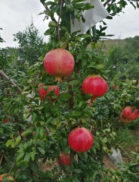 哪里的石榴最好吃_中国石榴最出名产地-第1张图片-山城妙识 哪里的石榴最好吃_中国石榴最出名产地-第1张图片-山城妙识