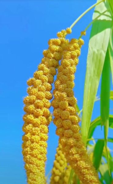 粟米是什么农作物_粟米和小米的区别-第2张图片-山城妙识 粟米是什么农作物_粟米和小米的区别-第2张图片-山城妙识